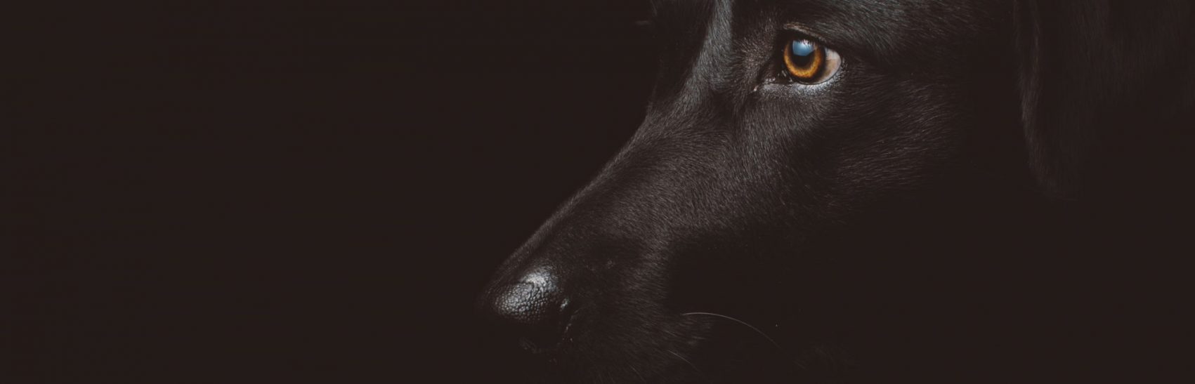 uWin - Causes - My Black Dog